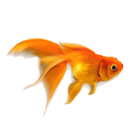 Goudvis, alles wat je over goudvissen wilt weten vind je hier