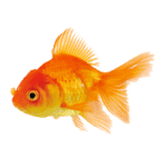 Goudvis, alles wat je over goudvissen wilt weten vind je hier