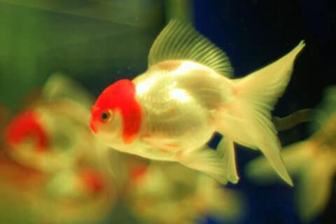 Goudvis aquarium, hoe groot, hoeveel etc.