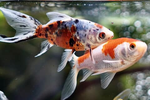 Goudvis kopen - Wees gewaarschuwd! Lees eerst dit artikel 👌